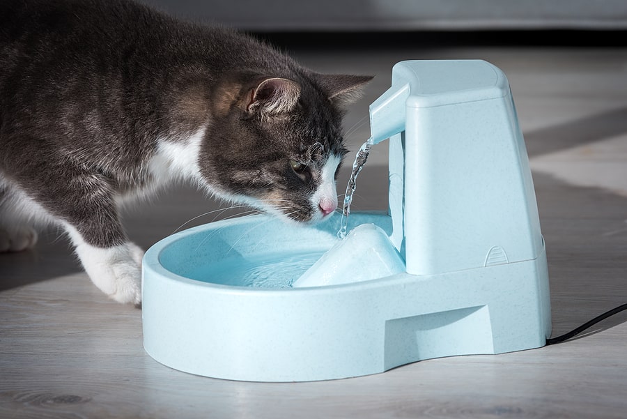 10+ Best Pet Products For Shopify Dropshipping Business
